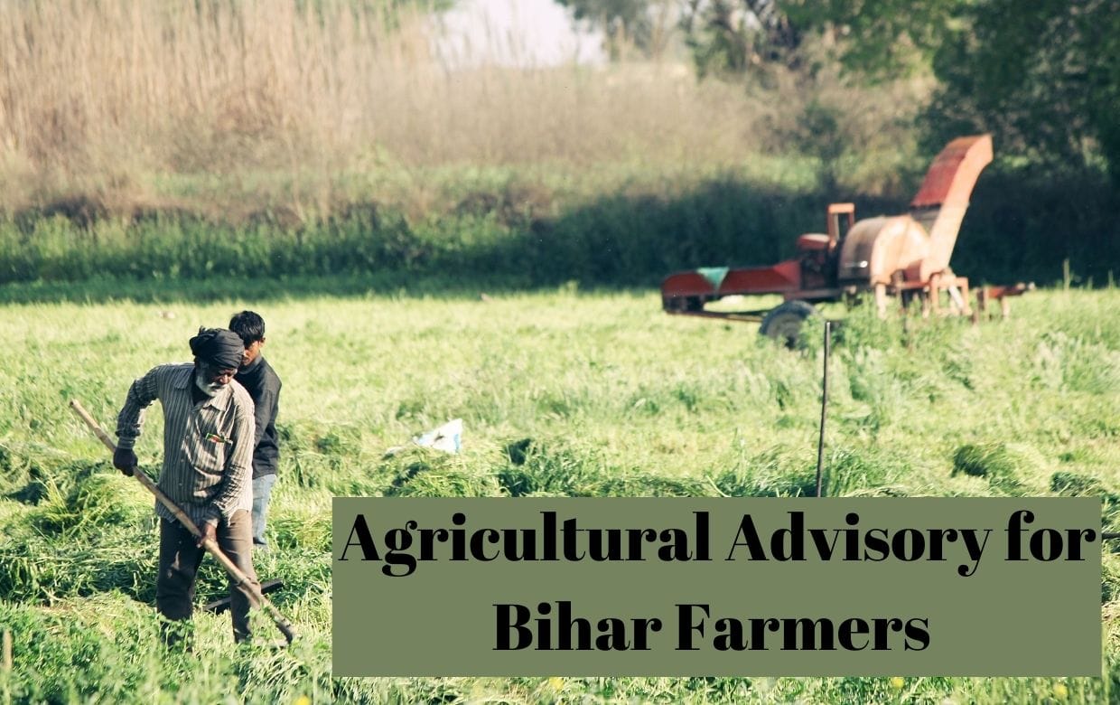 Bihar Farmers Should Follow These Advisories for Proper Litchi, Tomato ...