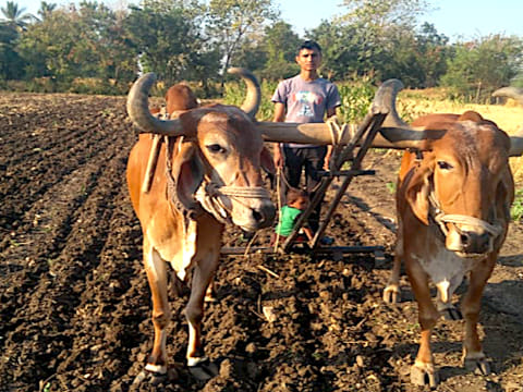 Government To Train Farmers In Cow Based Natural Farming Under BPKP Scheme