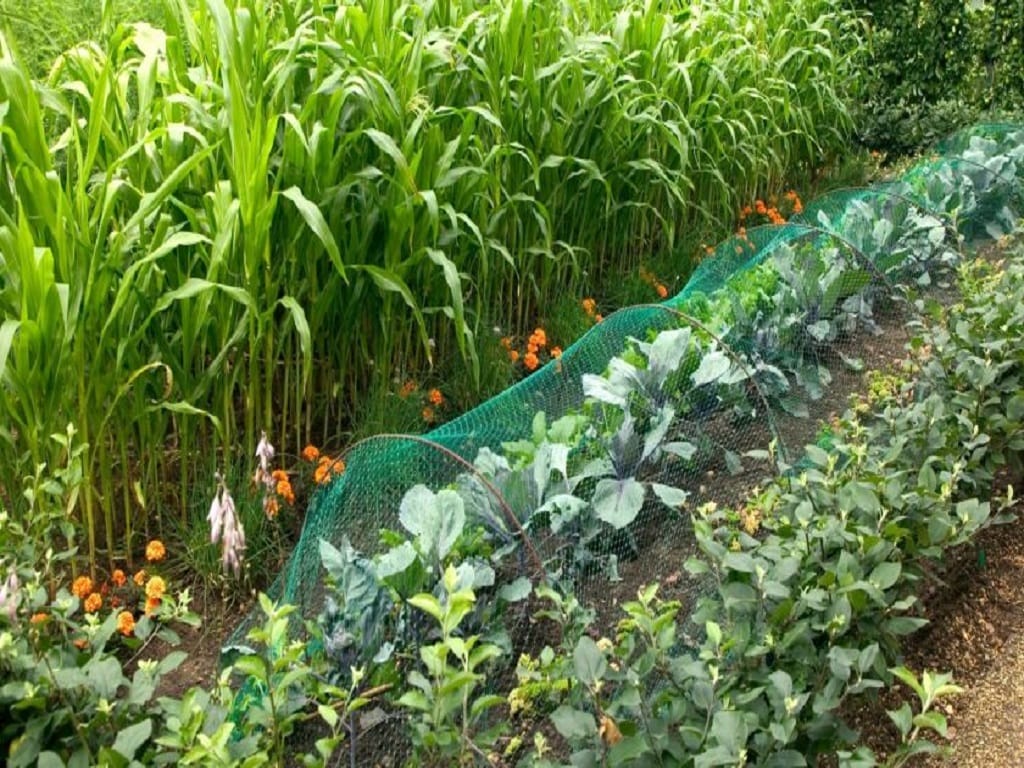 Things to Do in Your Garden in June