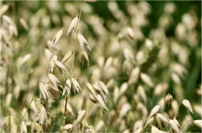 Oat Reference Genome: Insights into a Nutritious Cereal Crop