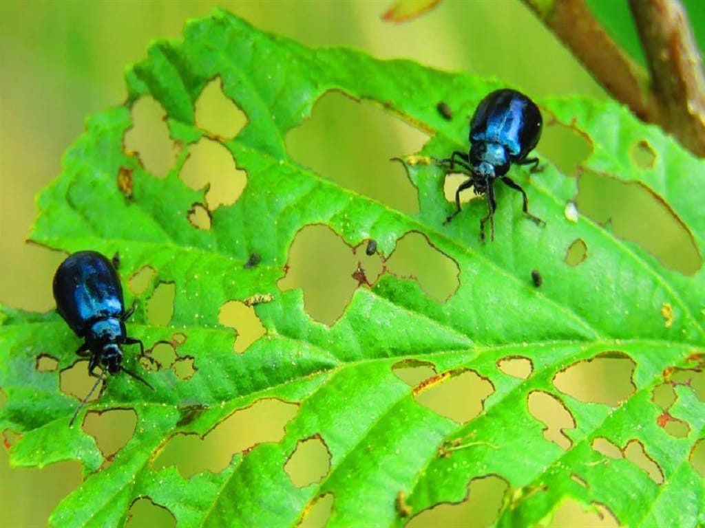 3 Natural Ways to Protect Your Garden From Insect-Pest Attacks