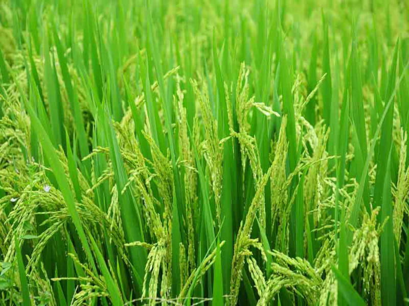 Government Announces Kuruvai Package for Cauvery Delta Farmers