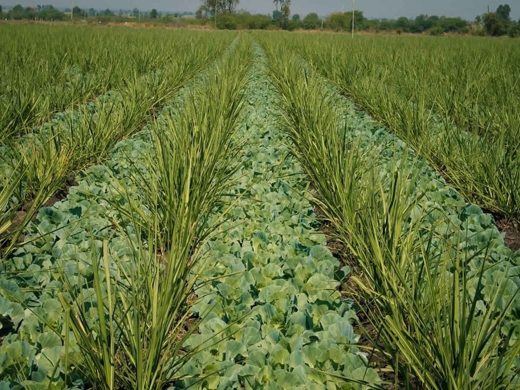 Effects of Introducing Intercropping in Sugarcane