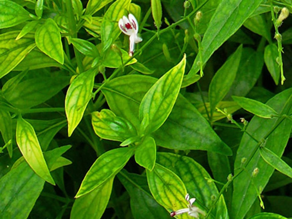 How to Grow Kalmegh Plant: A Great Medicinal Herb