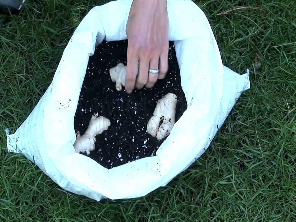 Ginger Farming: How to Grow Ginger in Bags