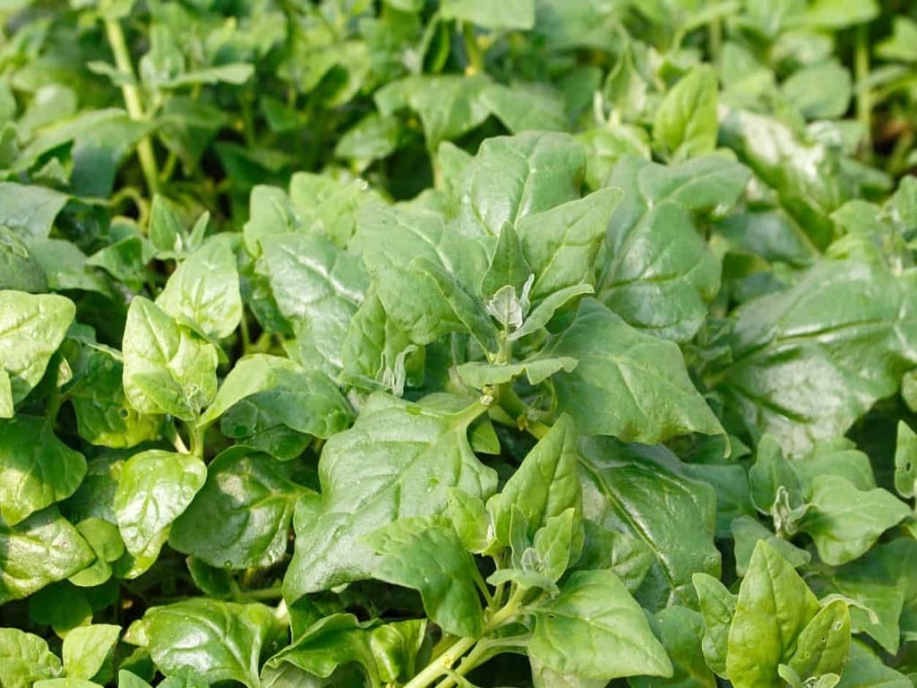 All About Different Varieties of Spinach and Their Types