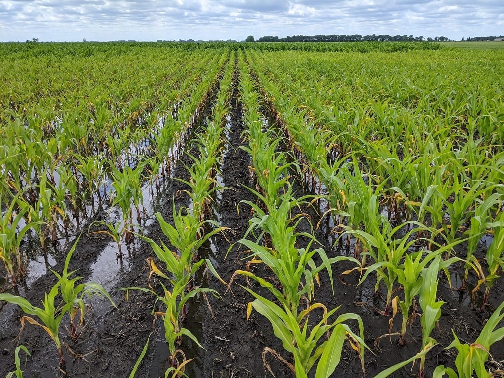 Save Your Crops This Monsoon With These Precautions