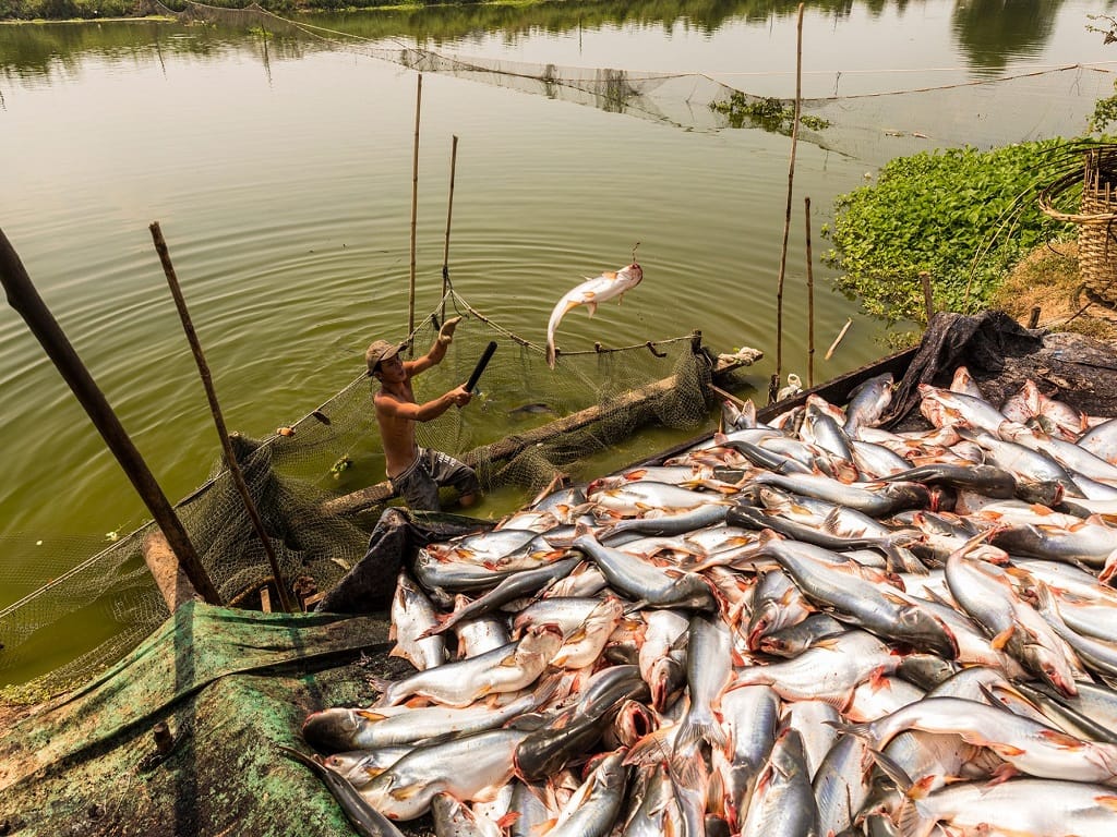 Assam Government to Provide Aid to Flood-Affected Fish Farmers