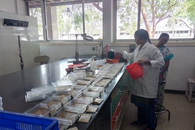 Seeds of all varieties-The seed bank