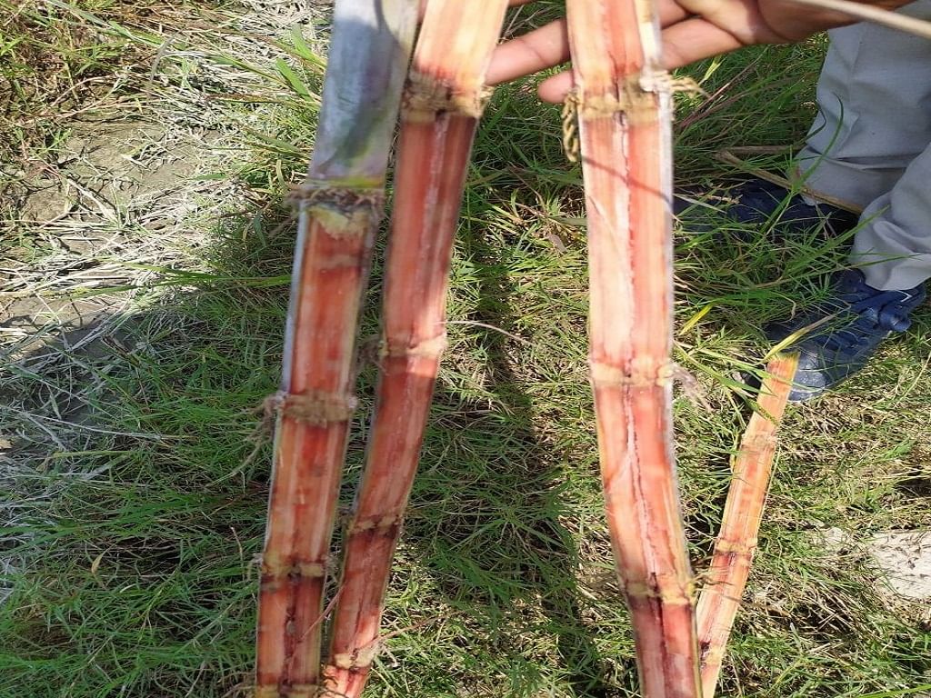 What is Red Rot Disease in Sugarcane and How to Manage It?