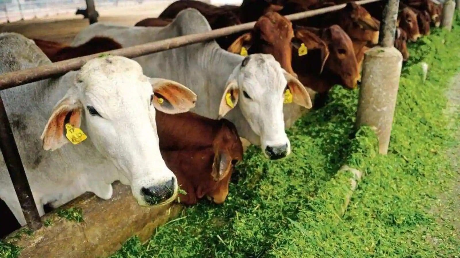 Best Indian Cow Breeds for Huge Milk Production