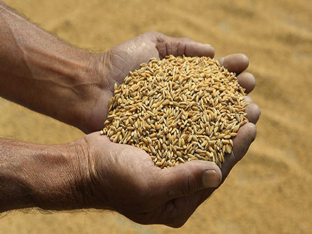 Odisha Provides over 4.75 Lakh Quintal of Certified Seeds to Farmers