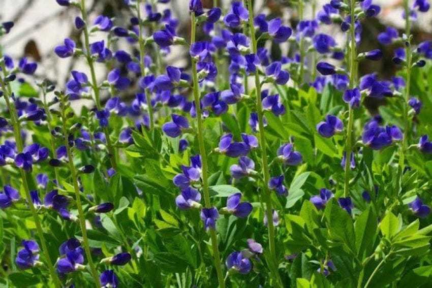 UP Farmers are Using 70% Less Water to Grow Organic Indigo
