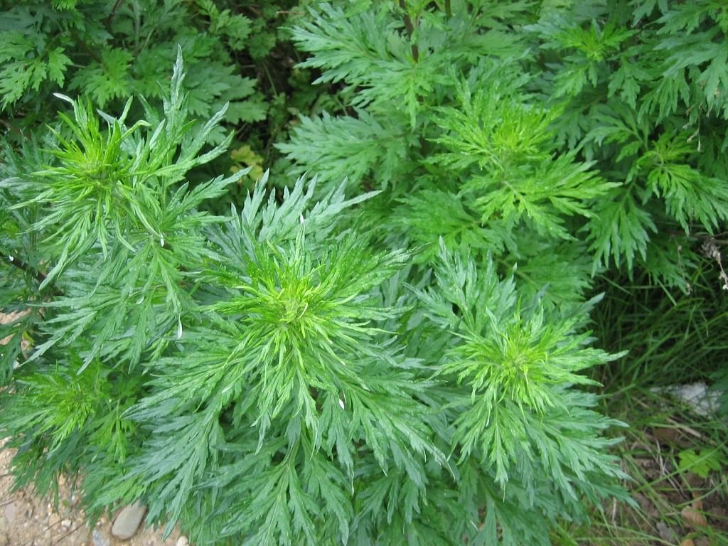 How to Cultivate Davana Plant: A Great Aromatic Herb