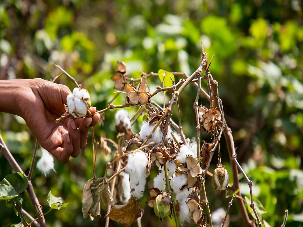 18K Acres of Cotton Crop in Punjab Affected by Insects
