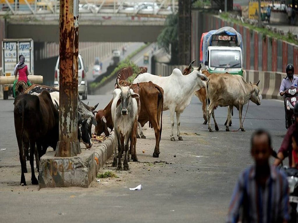 Giant Cow Shelters Will deal With The issue of Stray Cattle