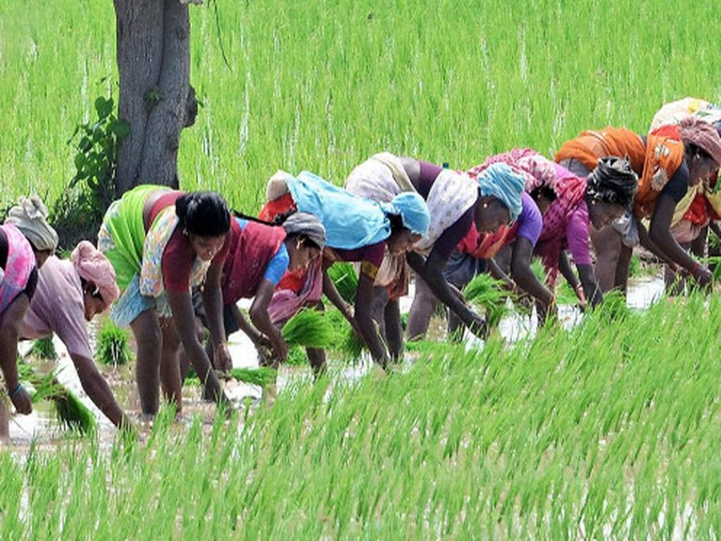 Tamil Nadu Government Approves Over 2,000 Crores for Crop Insurance ...