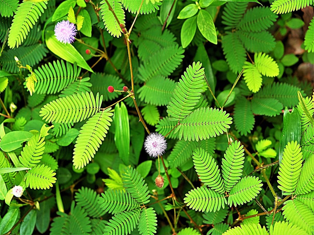 How to Grow and Care for ‘Touch Me Not Plant’: The Unique Sensitive Plant