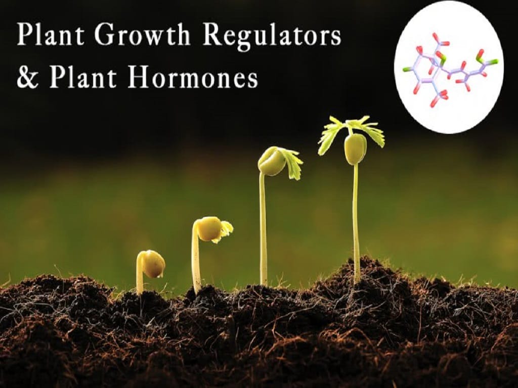 What are Plant Growth Regulators (PGRs)? Know 5 Major Types of Plant ...
