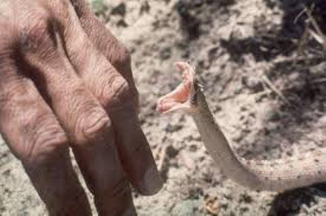 Now, Solar-Powered Device for Farmers to Save from Snake Bite