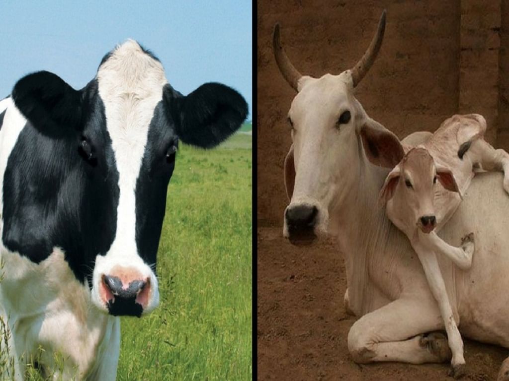 Know the Difference Between Indian Desi Cow and Jersey (Hybrid) Cow