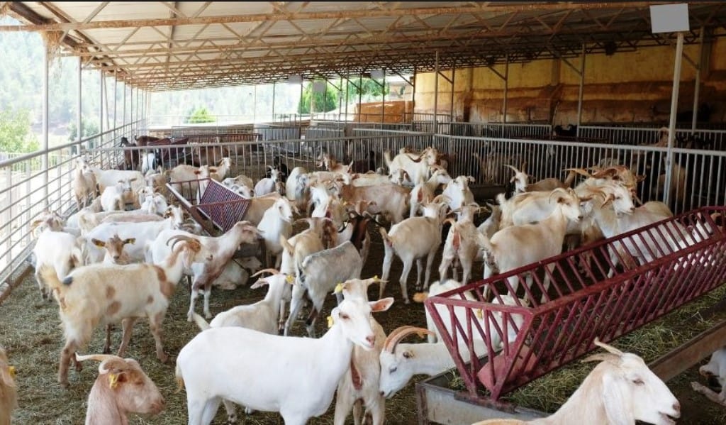 Goat Farm In Kerala Farmers