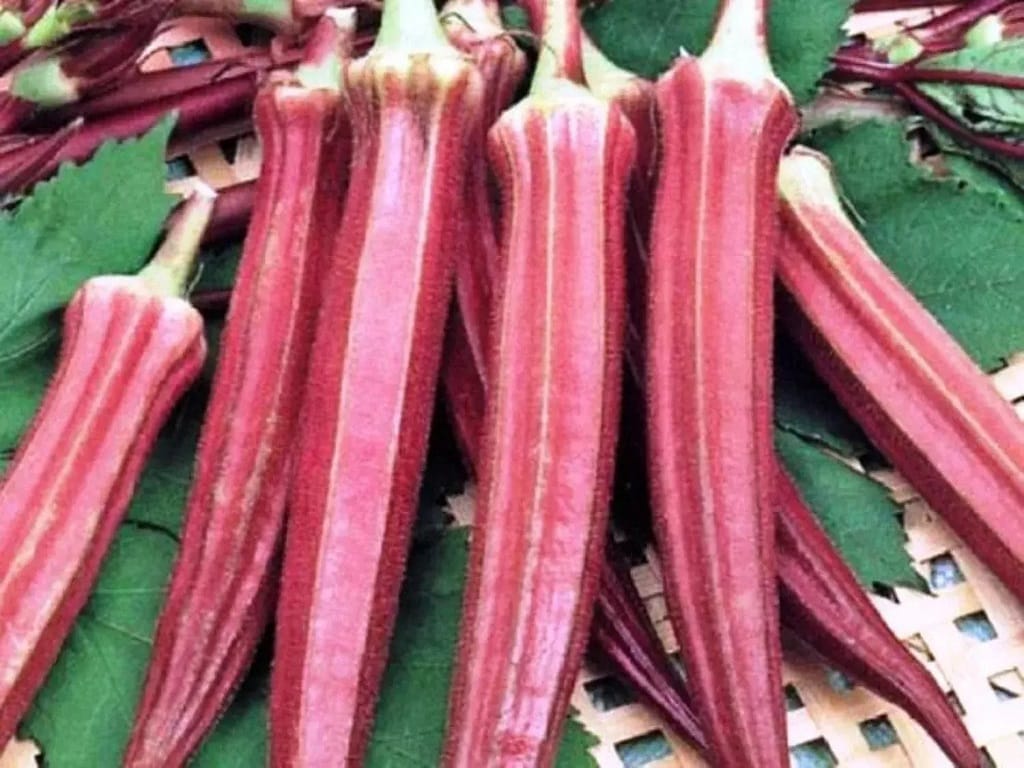 Amazing Health Benefits of Eating Red Lady Finger