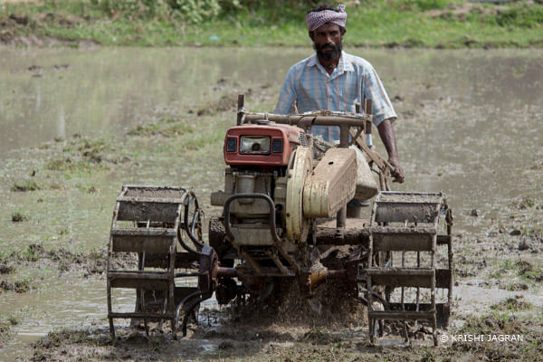 Traditional methods for economical Paddy cultivation