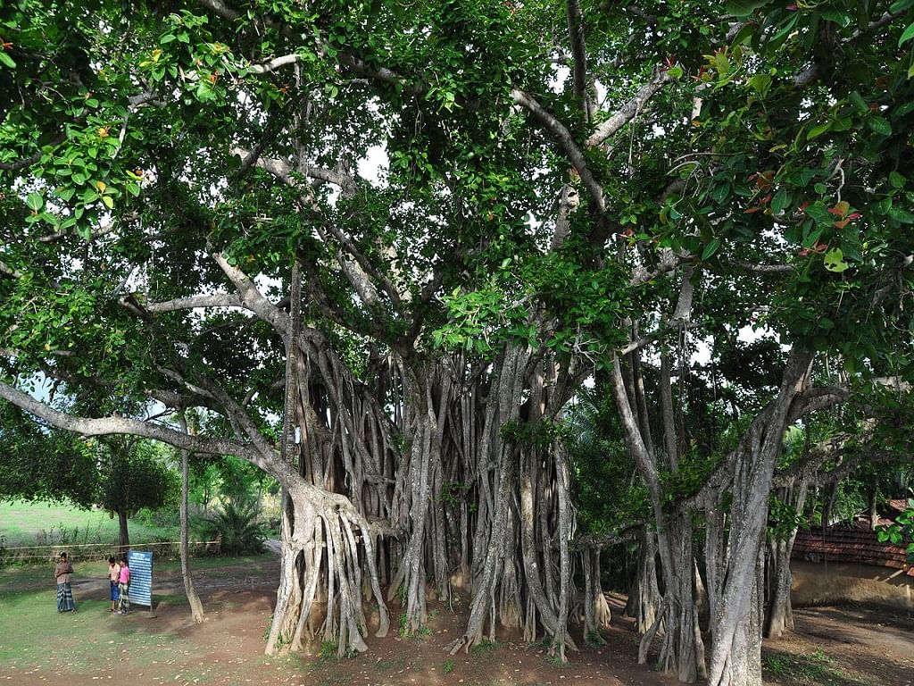 Asia's Second-Largest Banyan Tree is Now Free from Termite