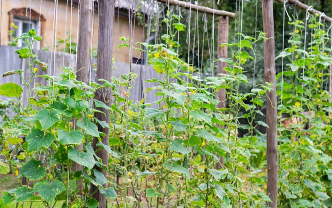 Benefits of Trellising in Agriculture