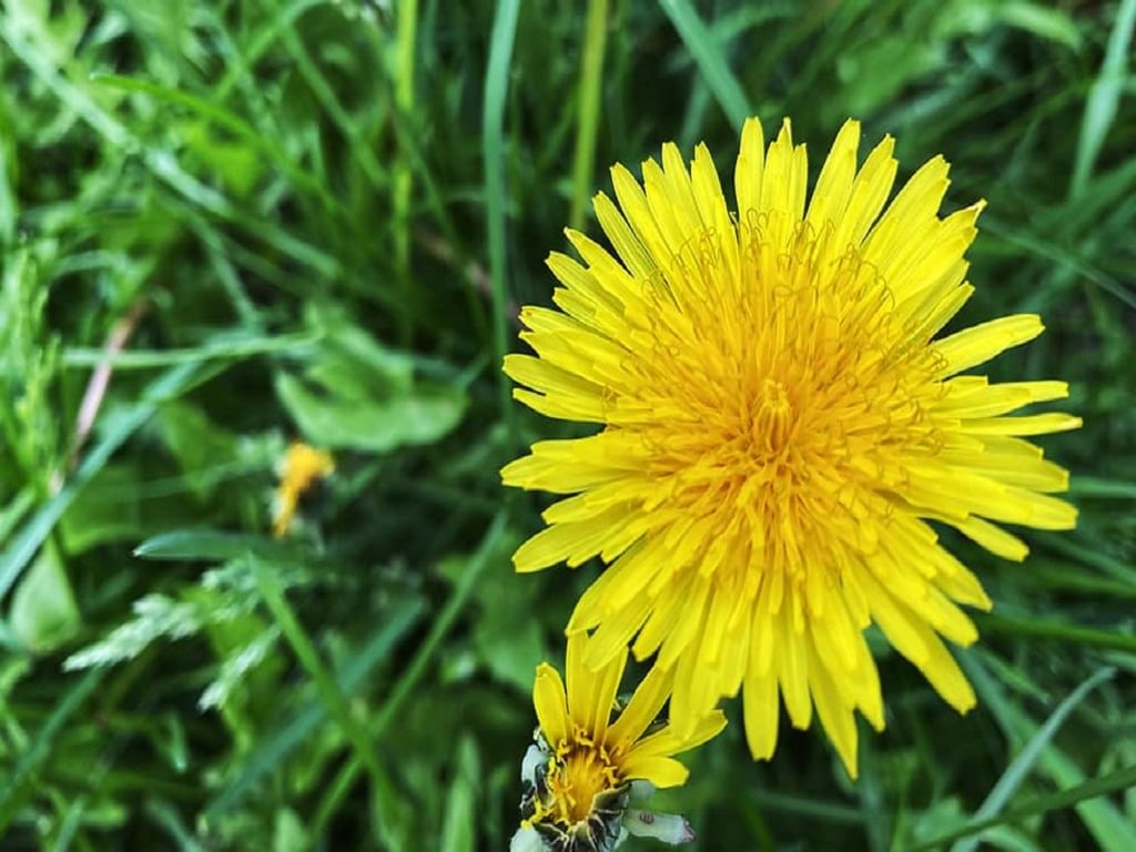 How to Grow and Care for Dandelions Plant