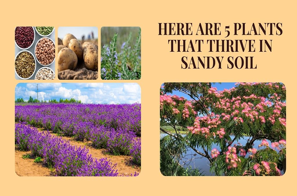 5 Plants That Thrive Well in Sandy Soil