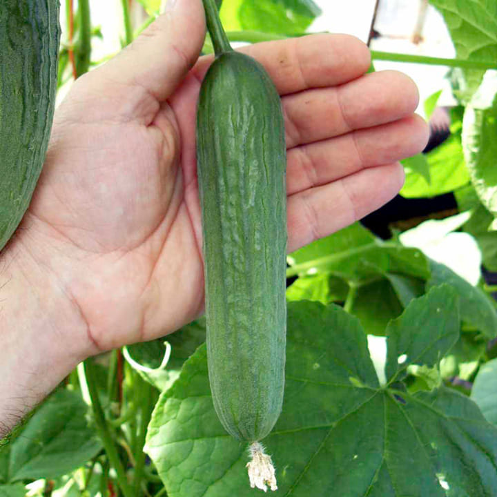 Indian Grows World's Longest Cucumber in UK