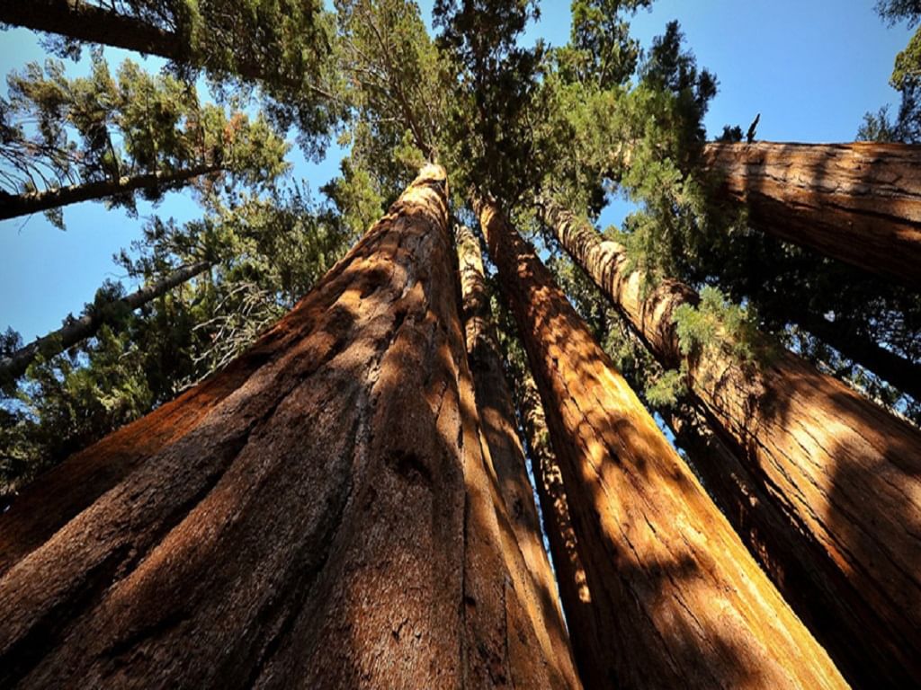 Sandalwood to Pink Ivory: Most Expensive Trees in The World