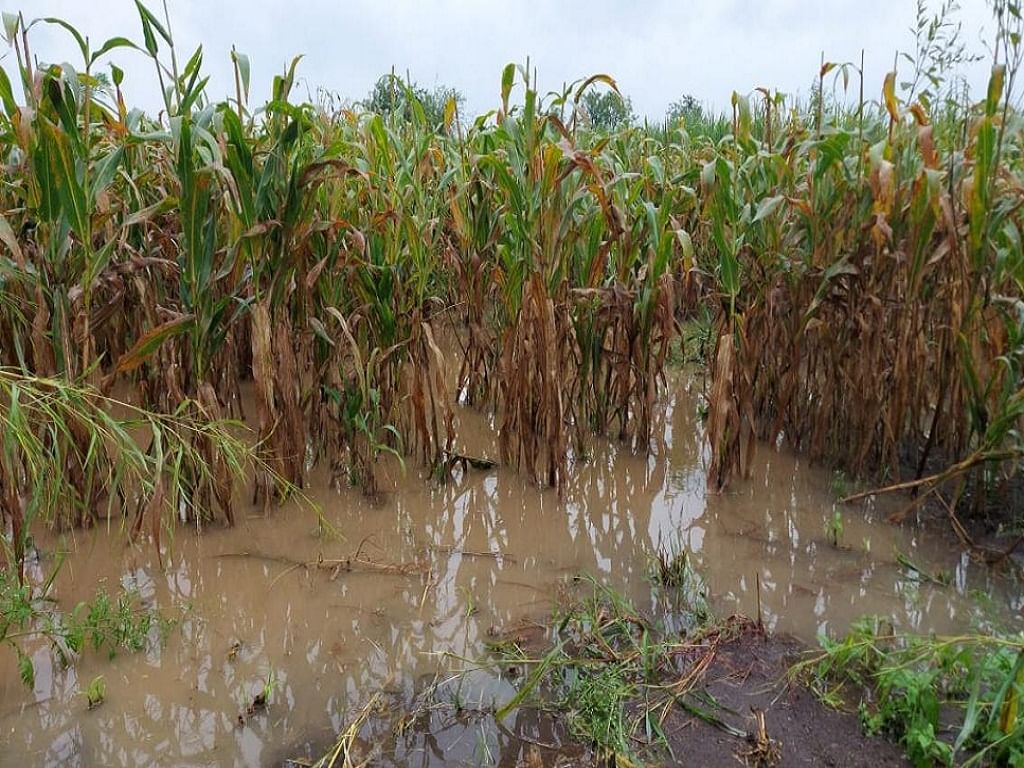 SBI Research: Unseasonal Rainfall Affects Kharif Crops, Will Impact ...