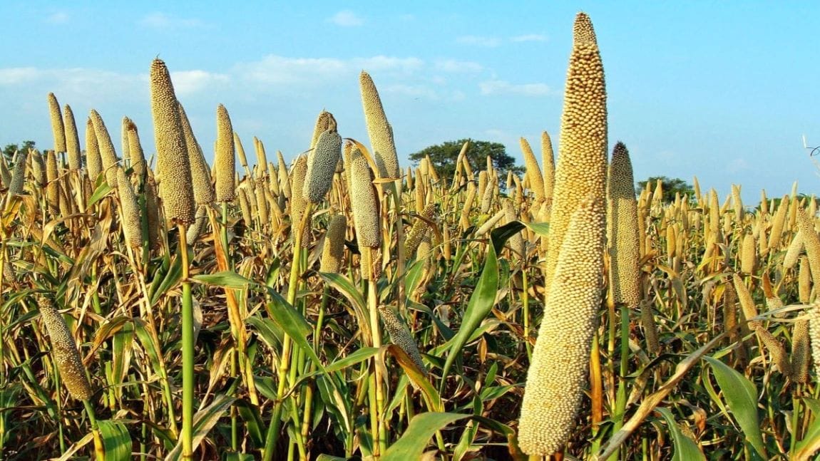 APEDA Plans to Increase Millets Export to Rs 2,000 cr by FY26