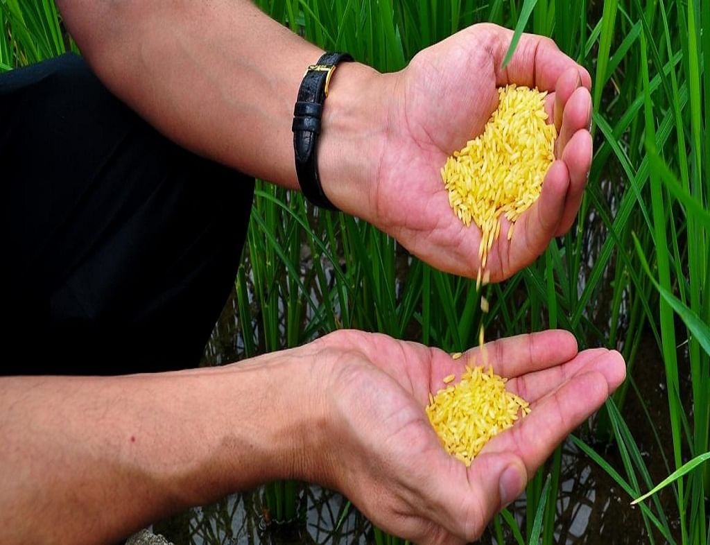 Food for Thought: What’s ‘Gold’ about Golden Rice?
