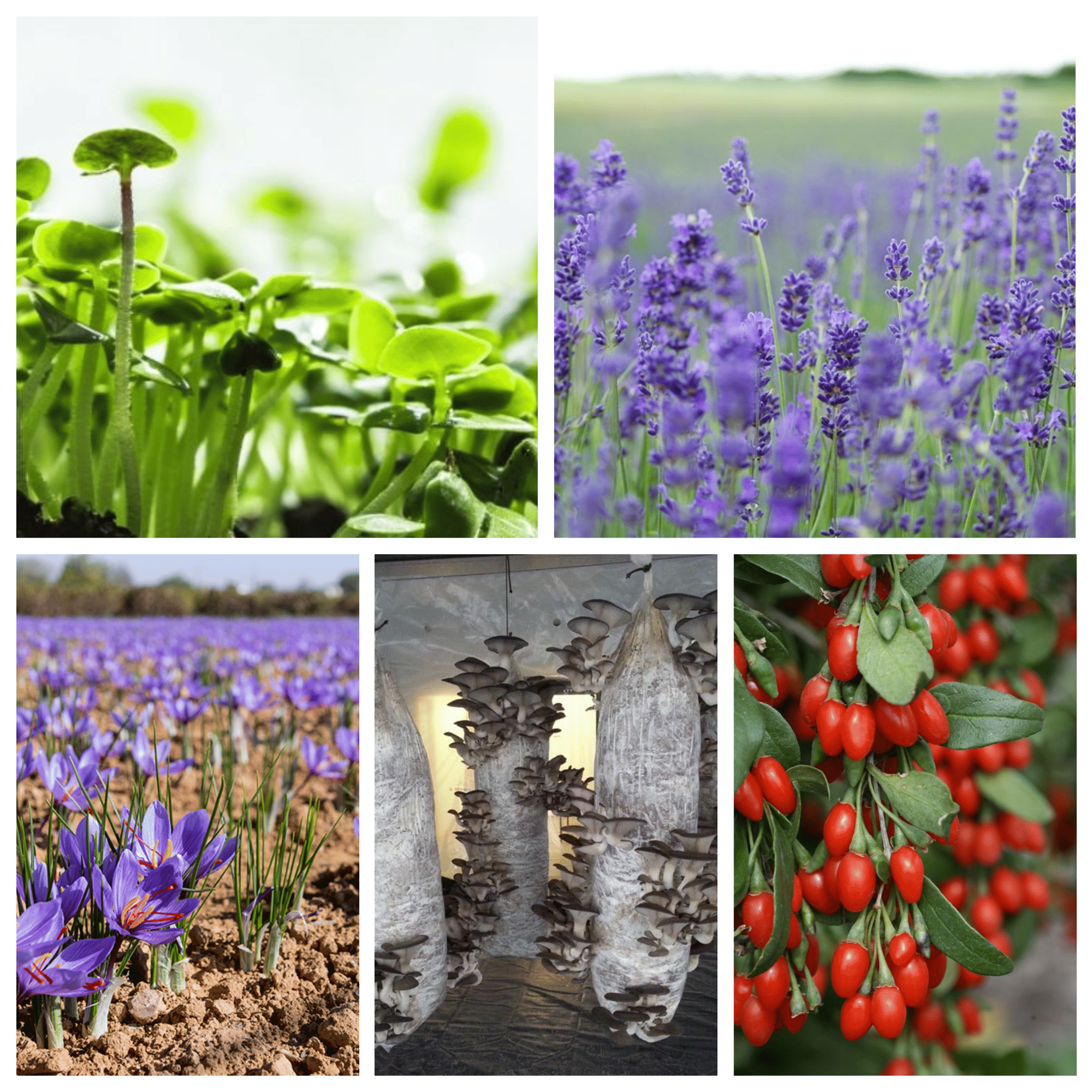 World’s 5 Most Profitable Crops That You Can Grow in 1 Acre Land for A ...