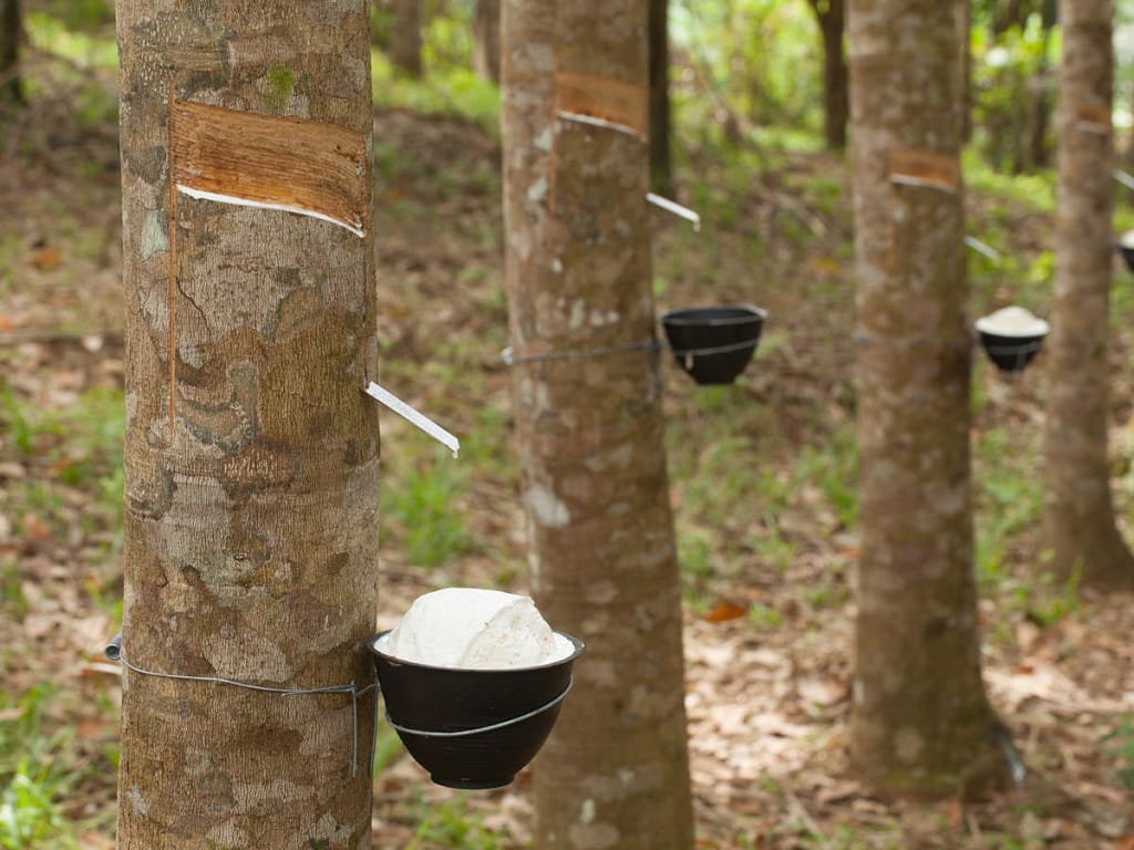 Rubber Plantation: Scope, Requirements, Subsidies, Economics of Rubber ...