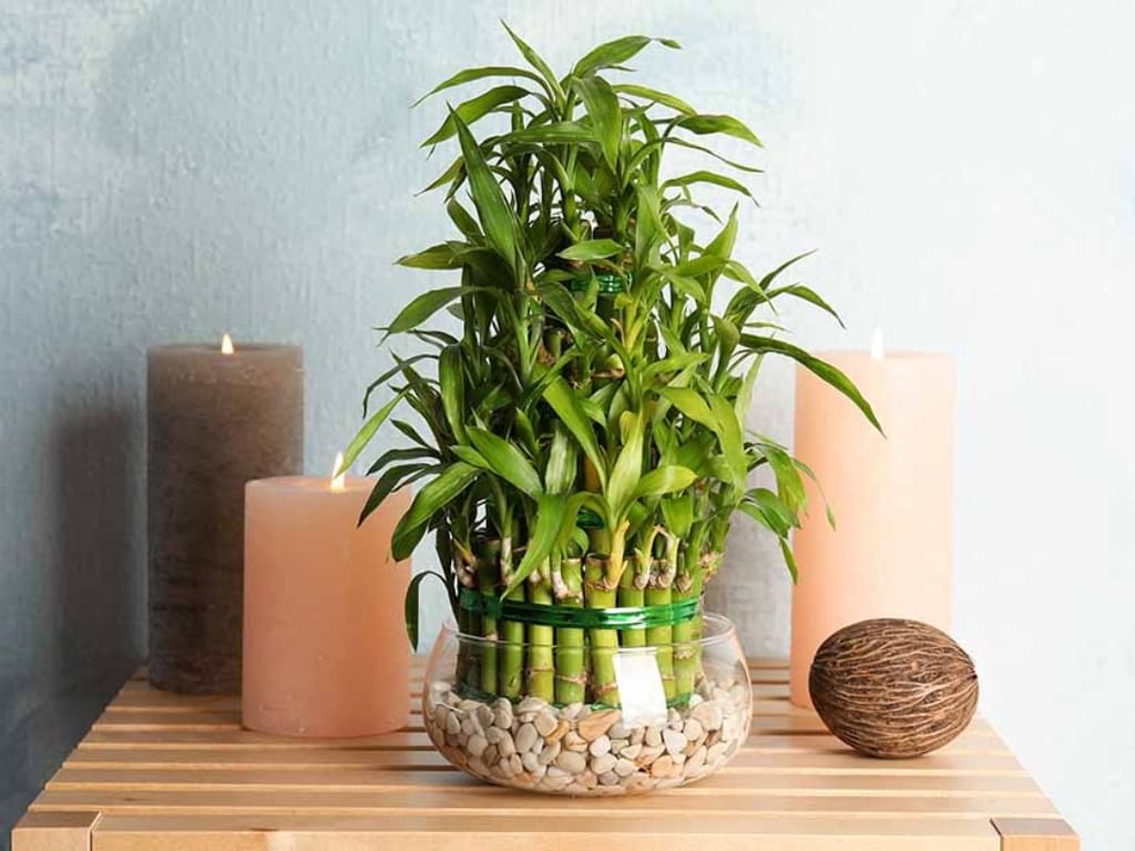Gardening Tips: How to Take Care of Lucky Bamboo?