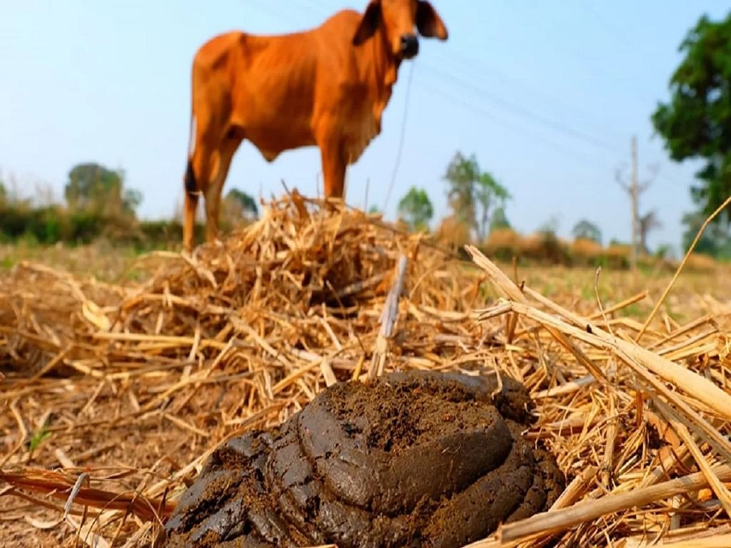 Know the Benefits of Using "Cow Dung" Manure