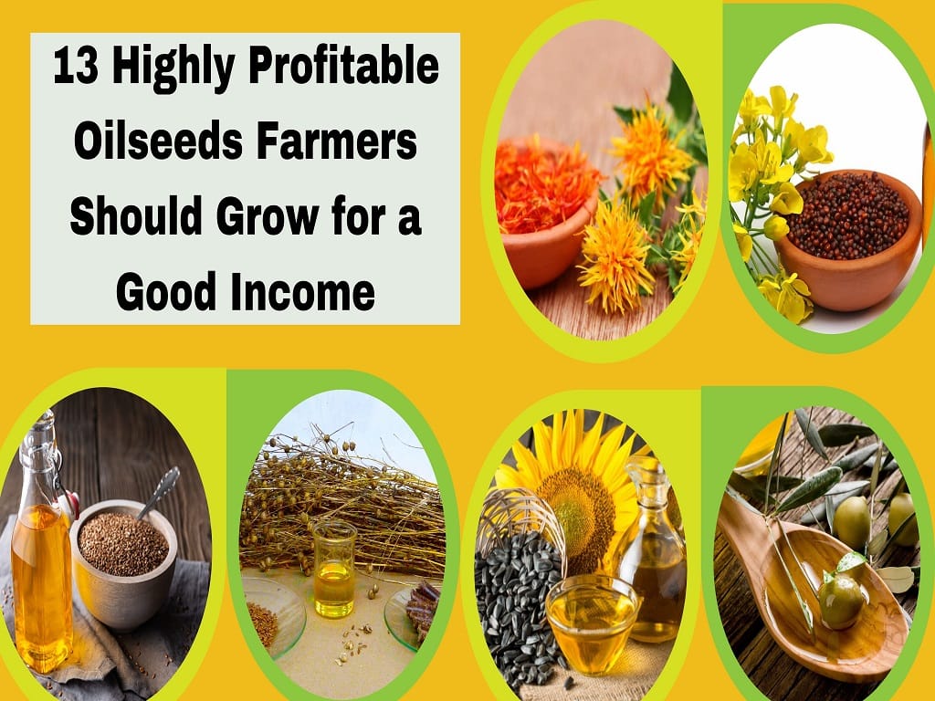13 Highly Profitable Oilseeds Farmers Should Grow for a Good Income