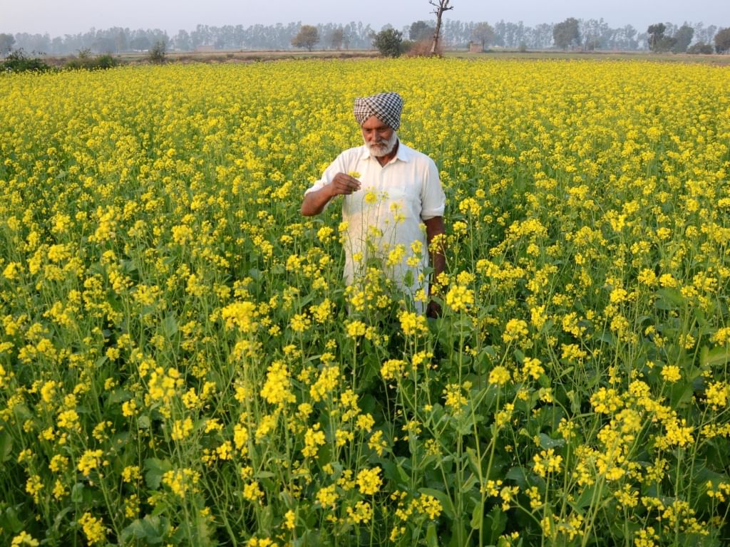 Oilseed Crops Attract Farmers Despite Dismal Harvest in Last Season