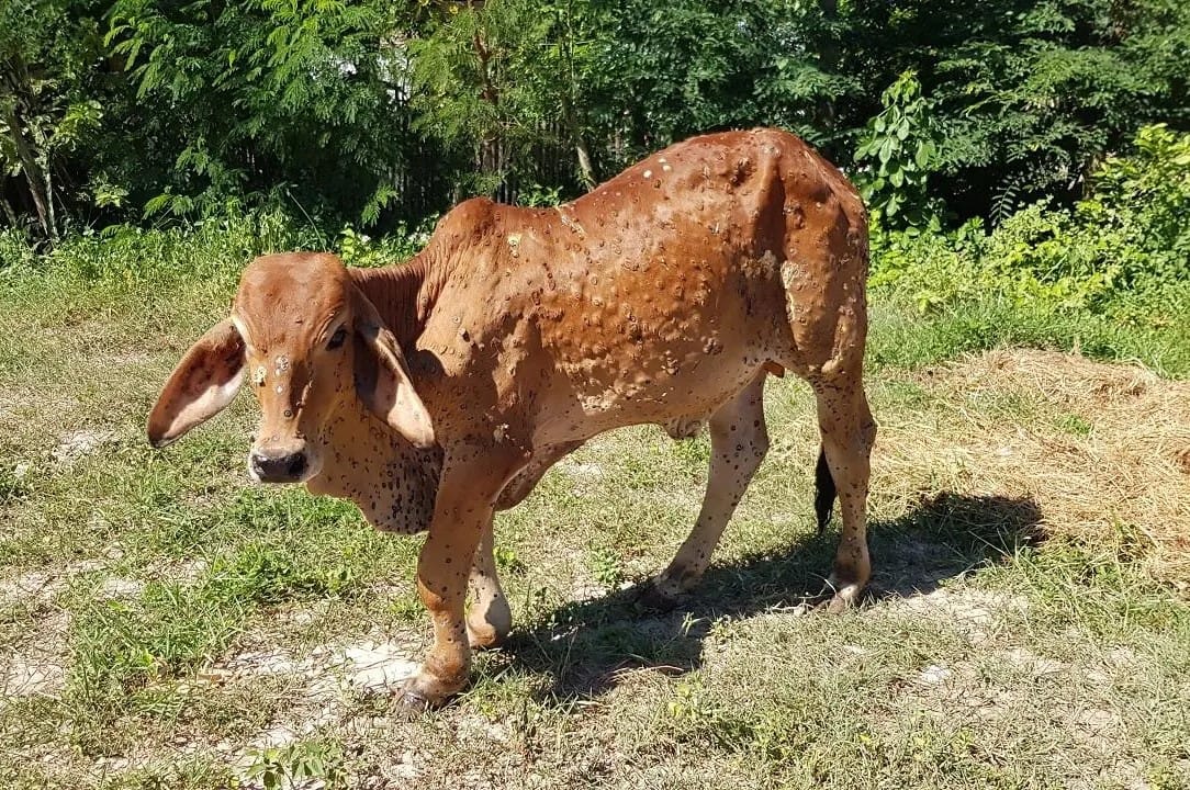 Tamil Nadu Dairy Farmers Worried Due to Growing Cases of Lumpy Skin ...