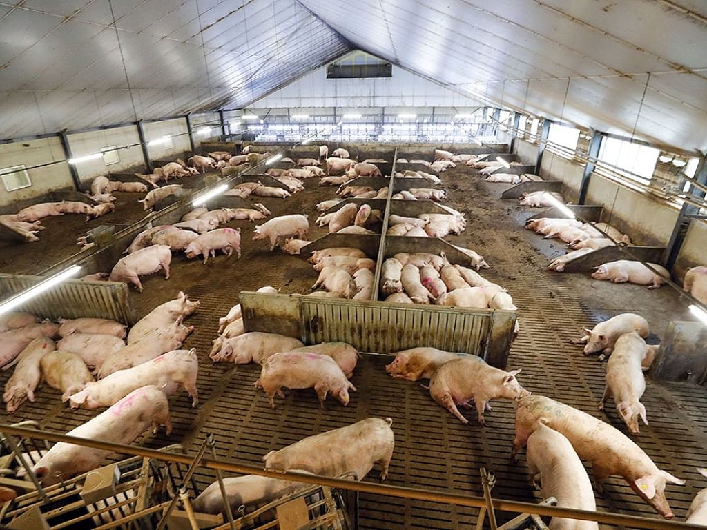 Pig Farming: Breed Selection, Farm Management, Cost-Profit Calculations ...