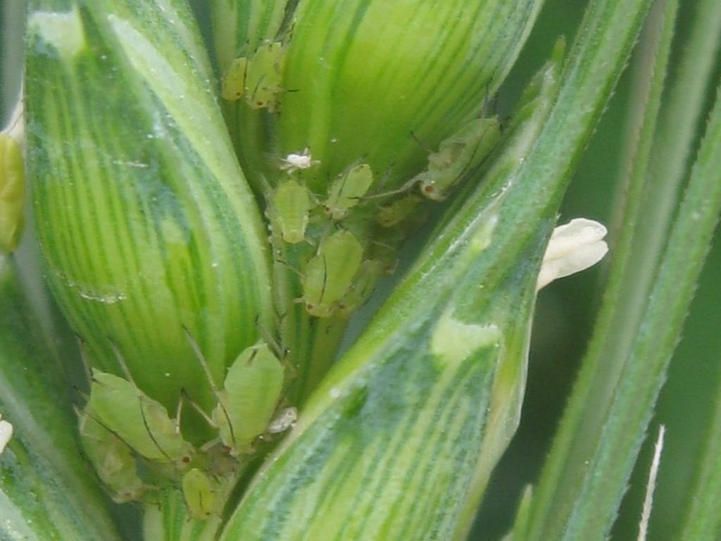 Insect Pest Management of Wheat in Indian Condition