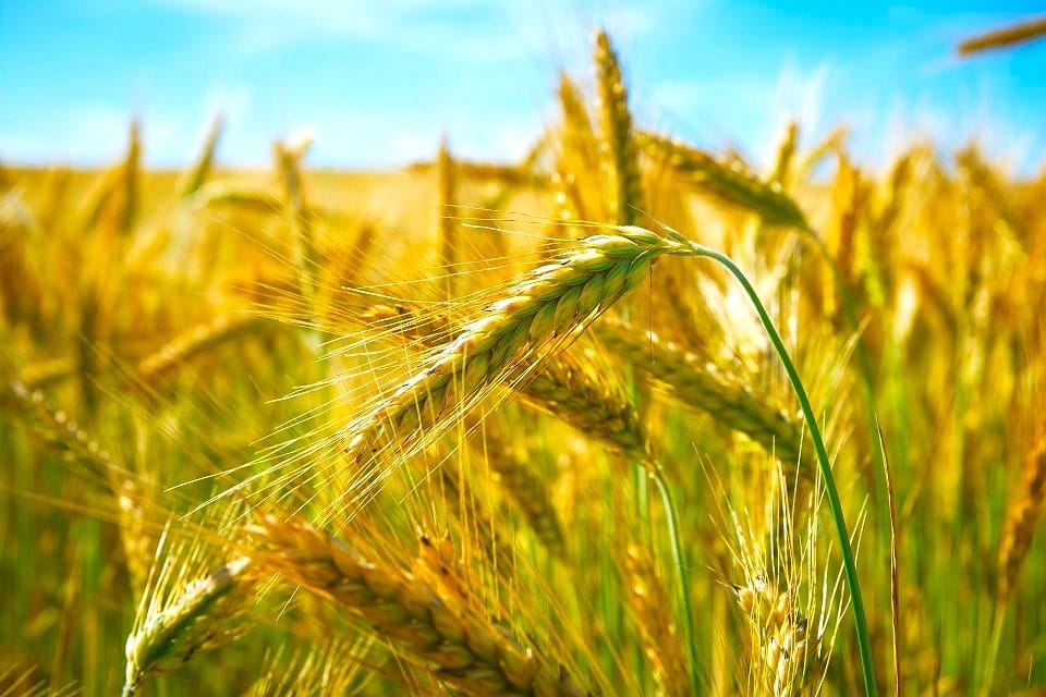 Himachal Introduces Two High-Yielding Wheat Varieties- ‘DBW 222’ & ‘DBW ...