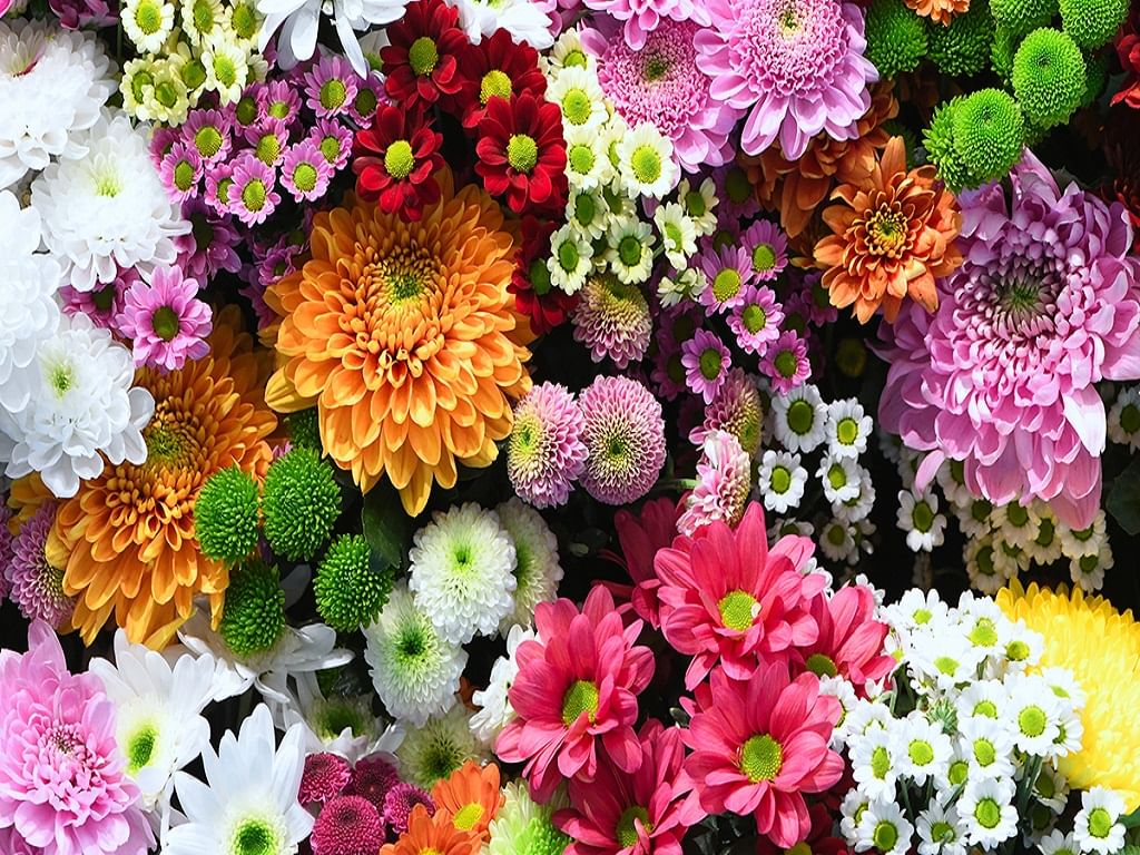 Top 10 All Year-Round Flowers for Your Garden