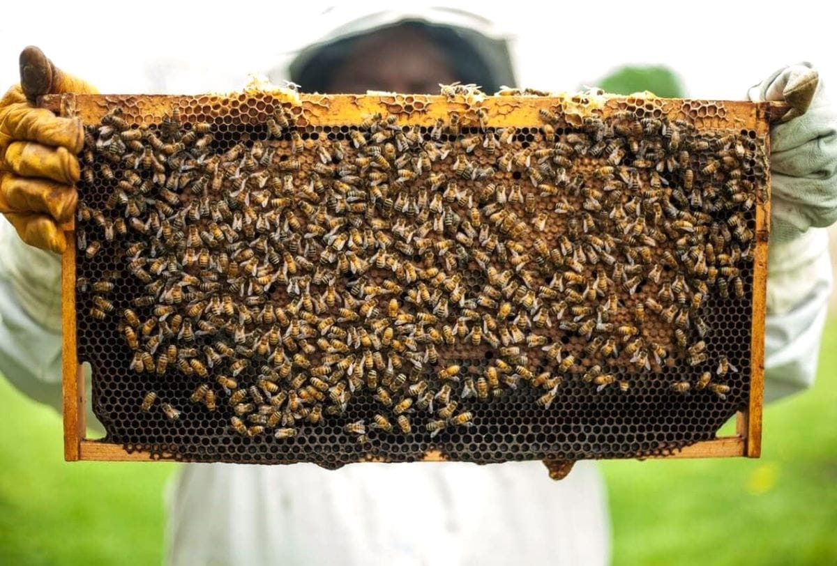 New Study Sheds Light on How CO2 Affects Bee Reproduction