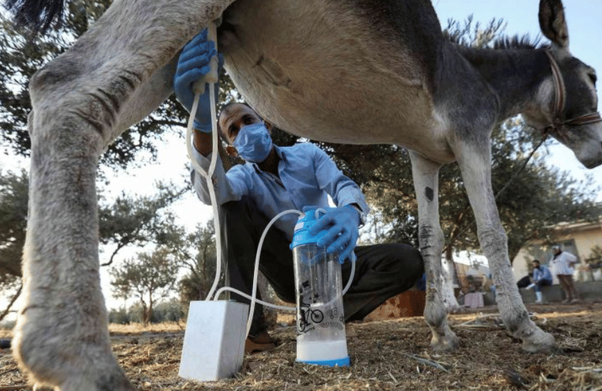 9 Amazing Benefits of Donkey Milk